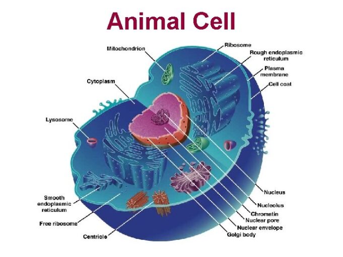 Cell Structure And Functions - Biology Notes Form 5 & 6